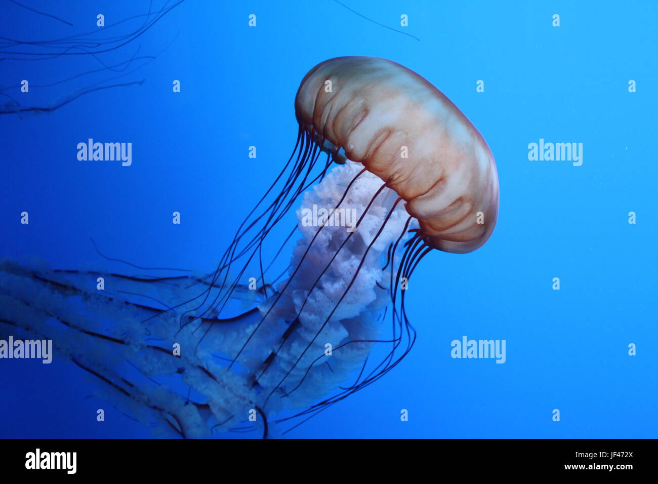 Free flow movement hi-res stock photography and images - Alamy