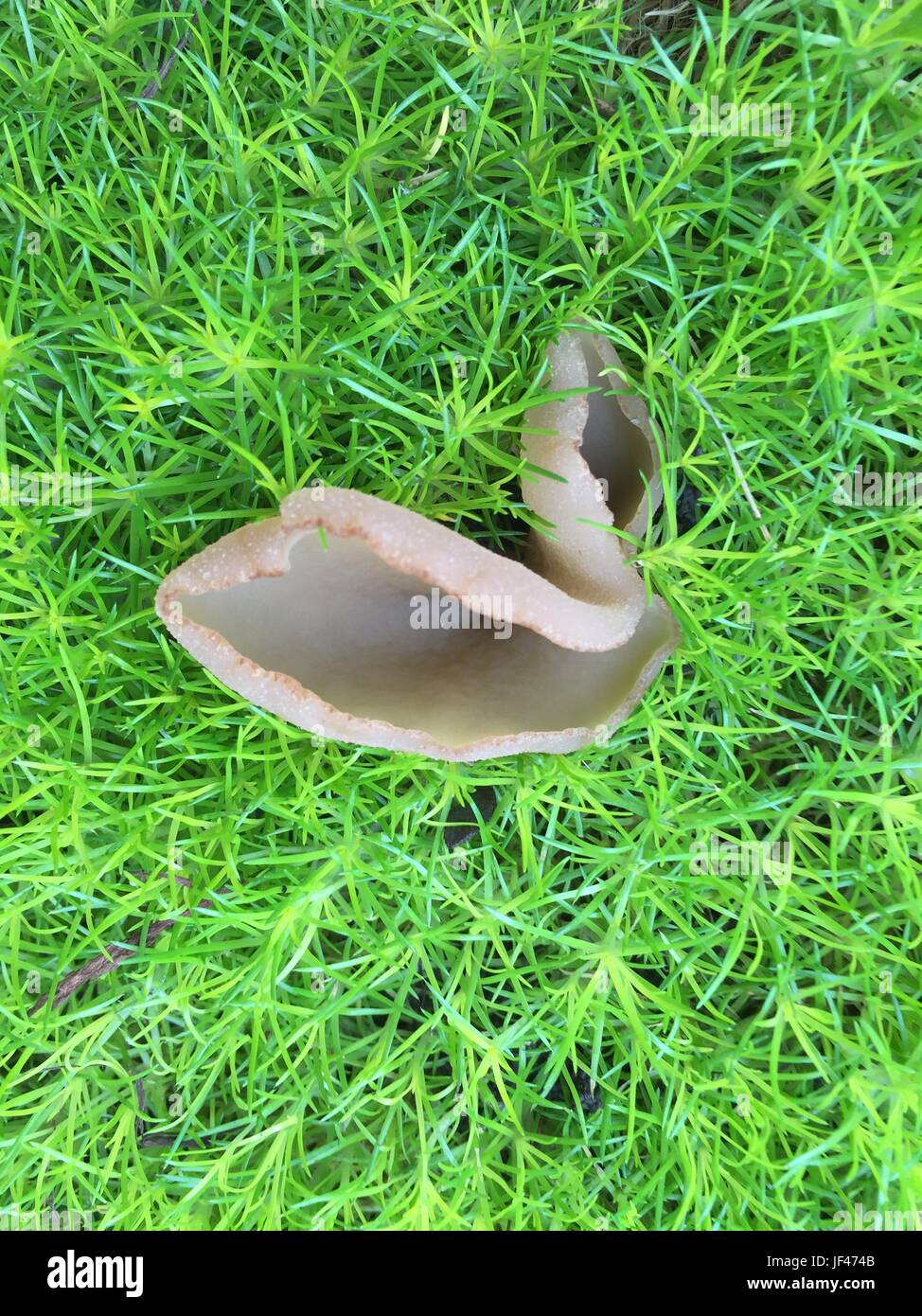 Fungus in moss hi-res stock photography and images - Alamy