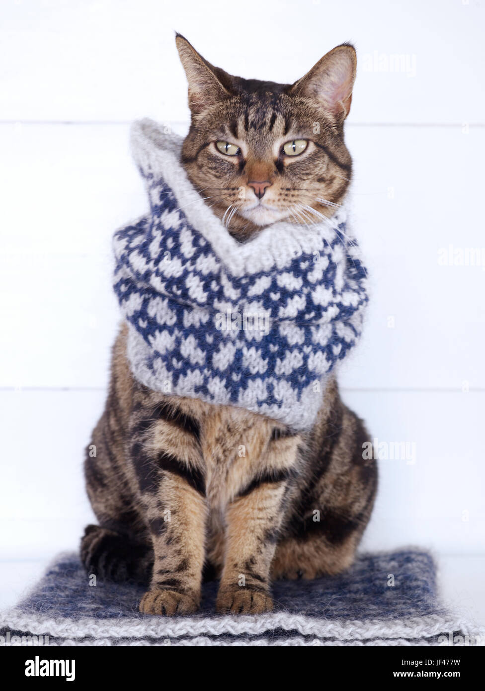 Cat wearing knitted muffler Stock Photo - Alamy