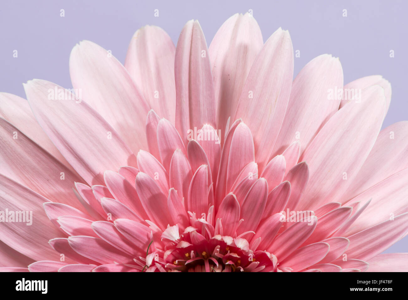 Gerbera flower blossom Stock Photo - Alamy