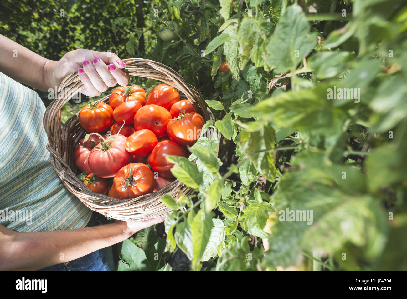 Picking tomatoes in basket Stock Photo - Alamy