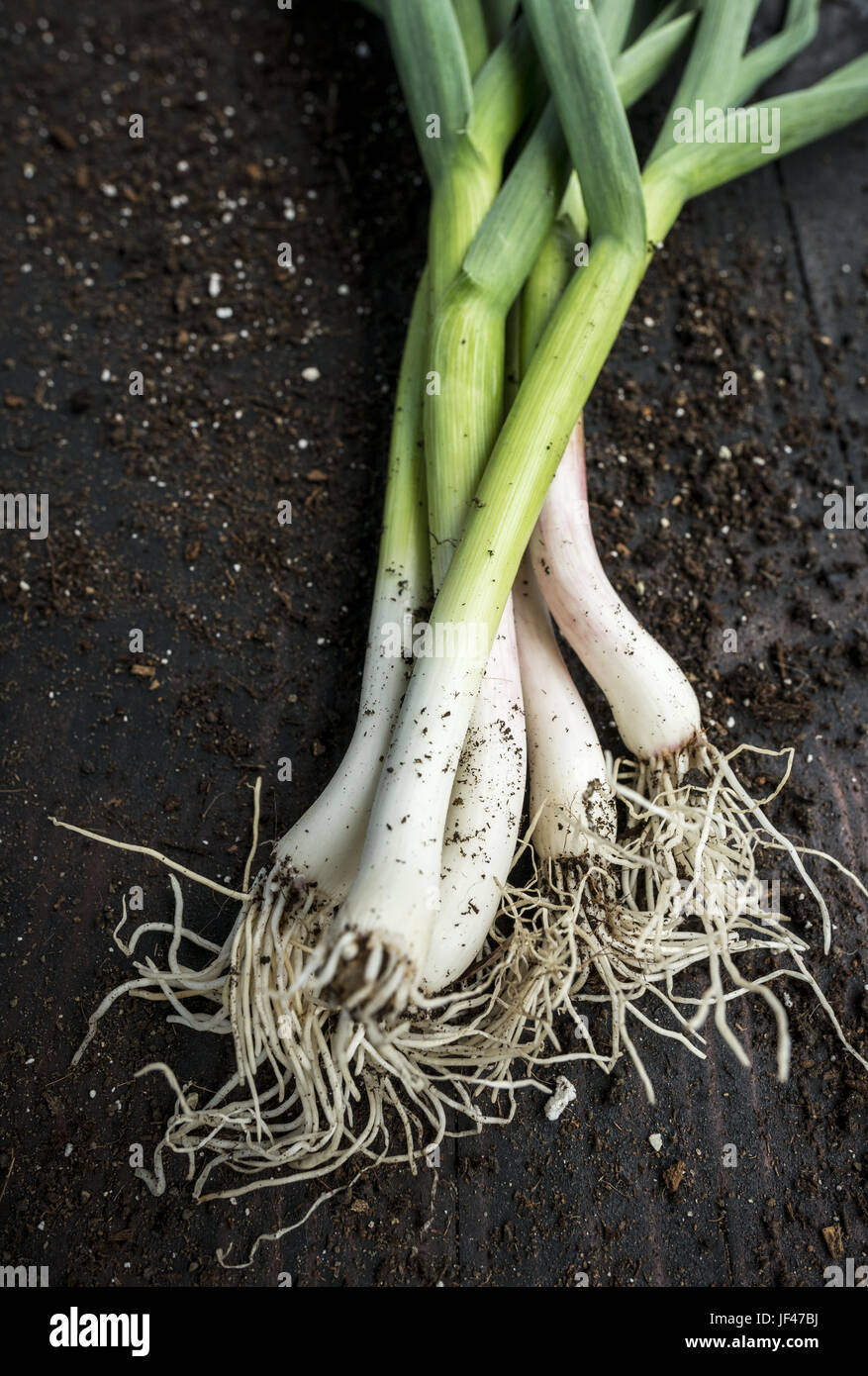 Fresh green garlic Stock Photo - Alamy