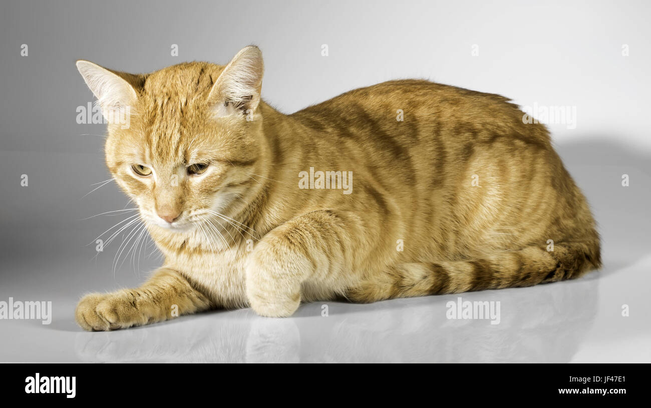 Orange color cat Stock Photo - Alamy