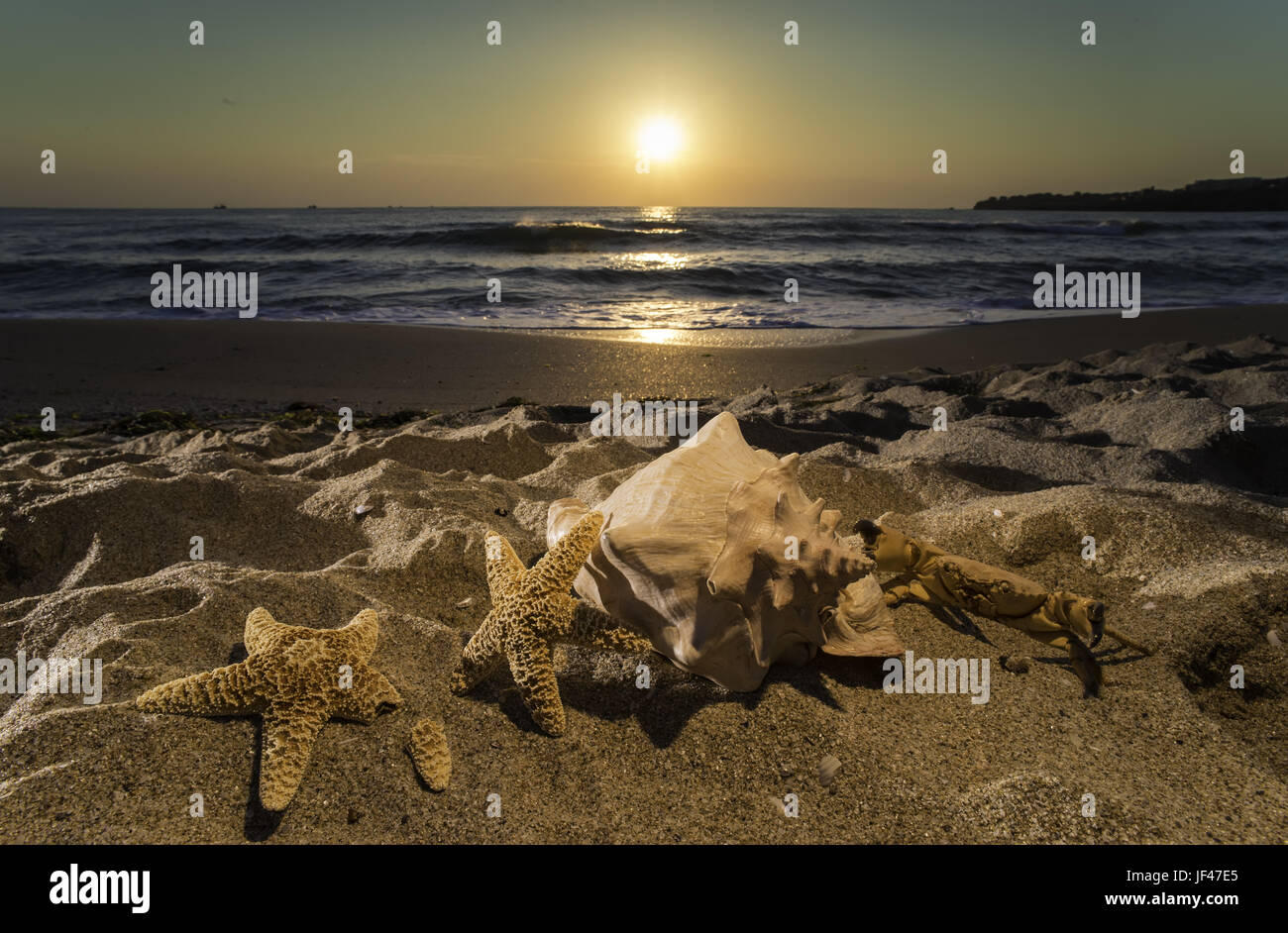 Close up shells on beach sunset hi-res stock photography and images - Alamy