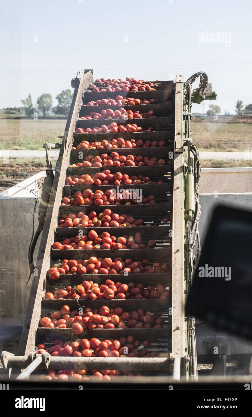 Farm Tractor In Tomato Field High Resolution Stock Photography and ...