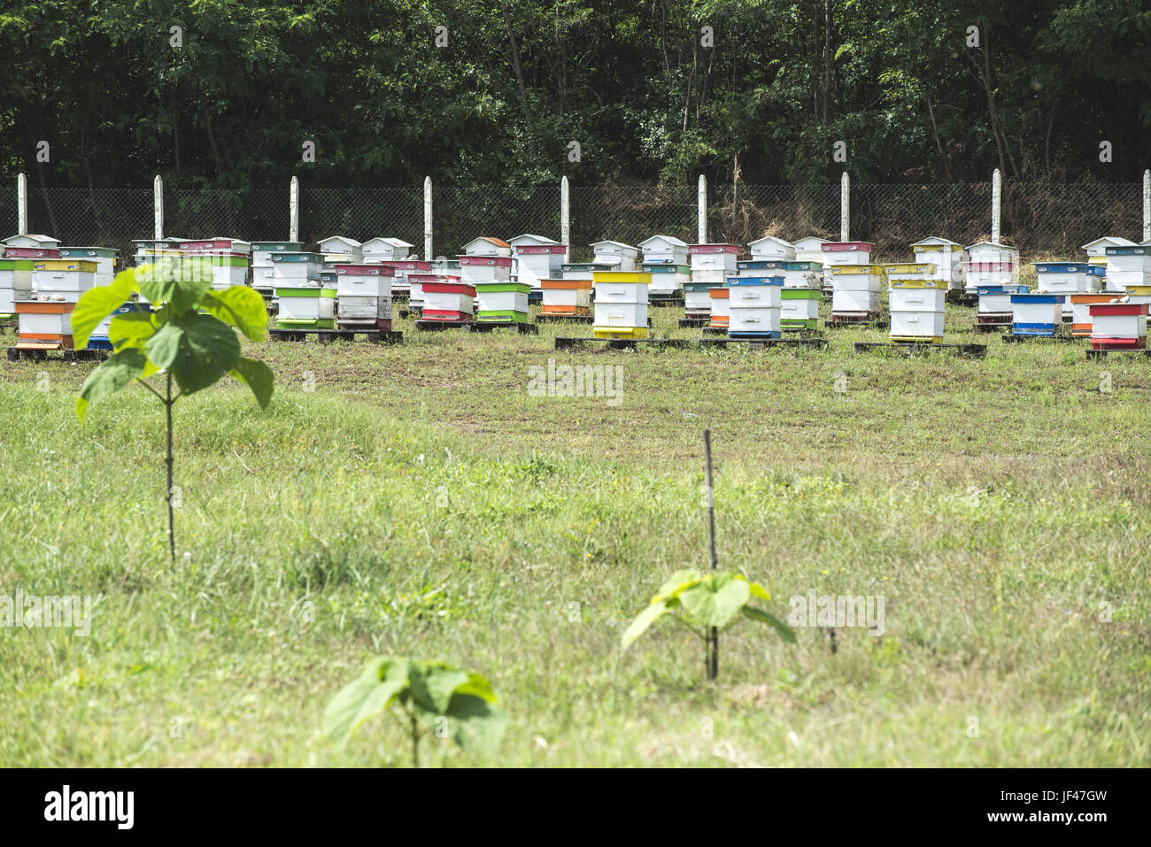 Beehives in bee farm Stock Photo - Alamy