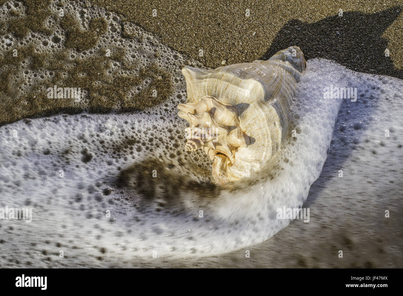 Shells on the beach Stock Photo - Alamy