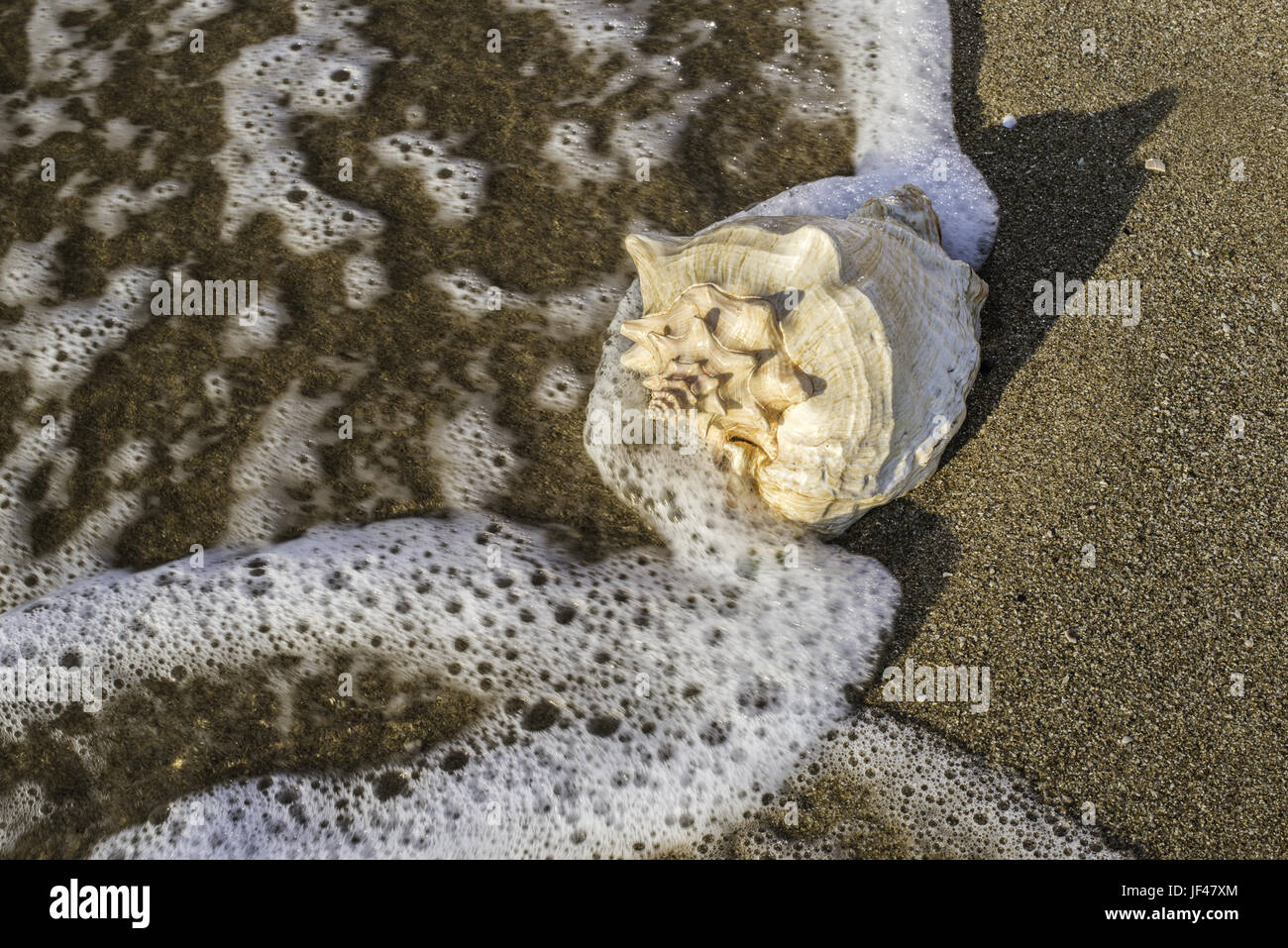 Shells on the beach Stock Photo - Alamy