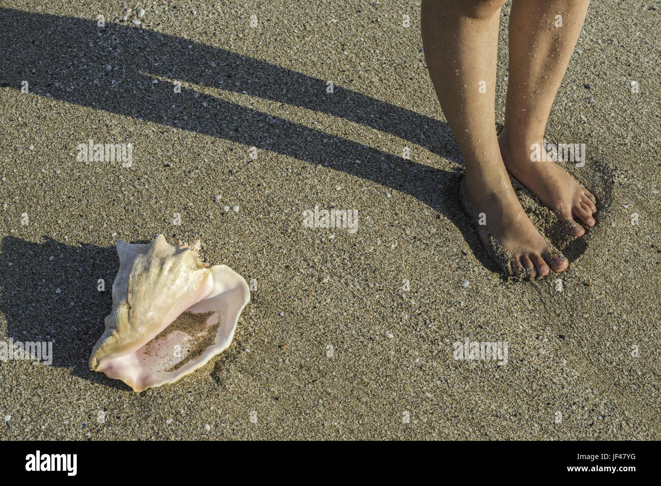 Shells on the beach. Foots in water Stock Photo - Alamy