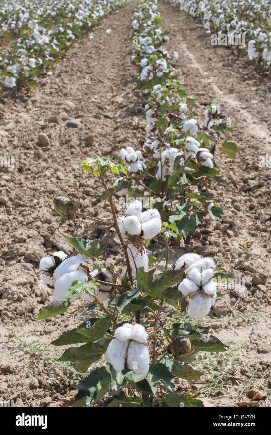 Organic cotton plants field hi-res stock photography and images - Alamy