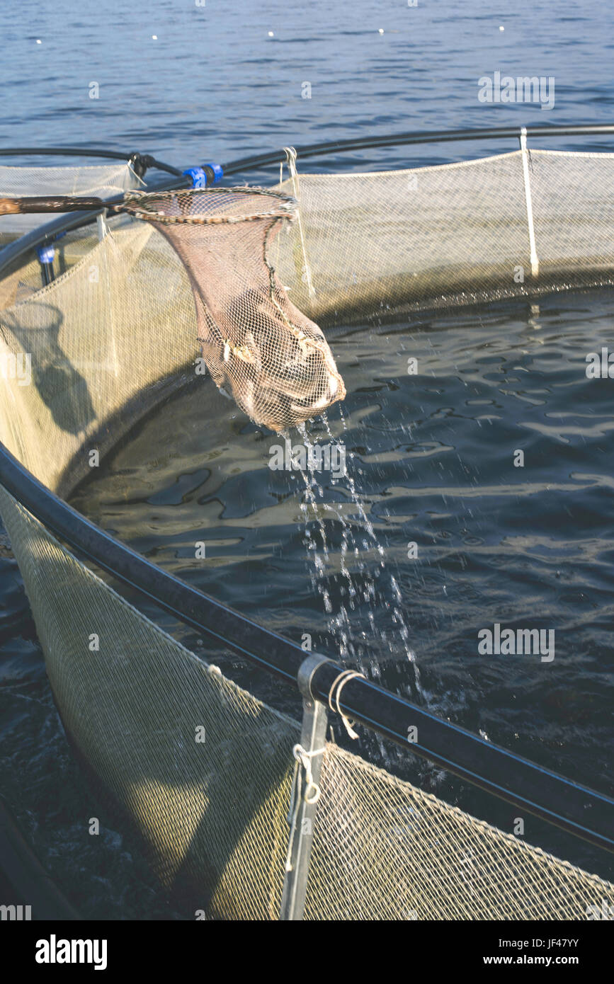Catching fish with landing net Stock Photo - Alamy