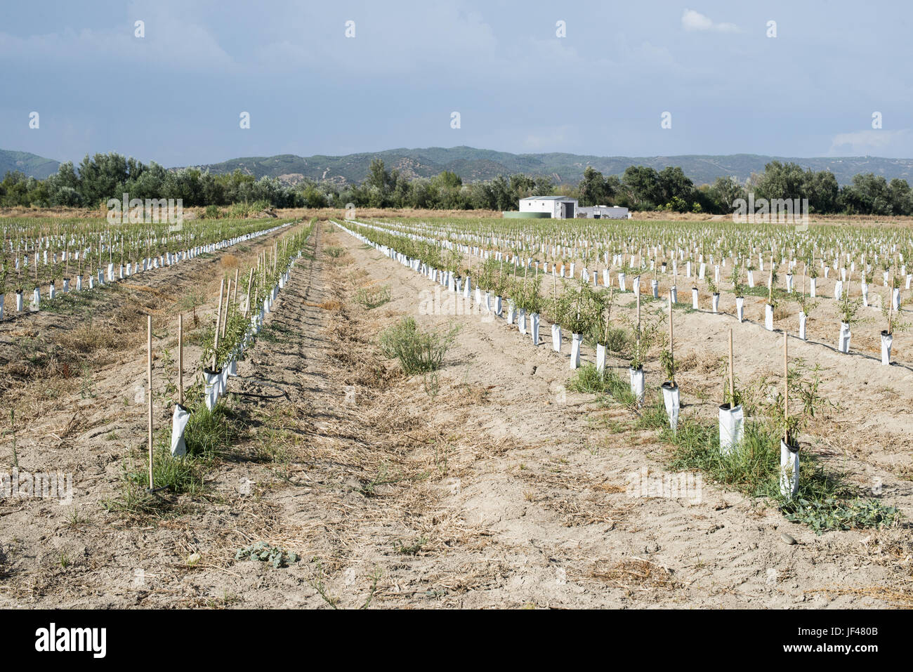 Small young olive trees Stock Photo - Alamy
