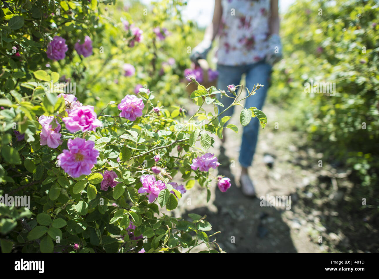 Woman picking color of oilseed roses Stock Photo - Alamy
