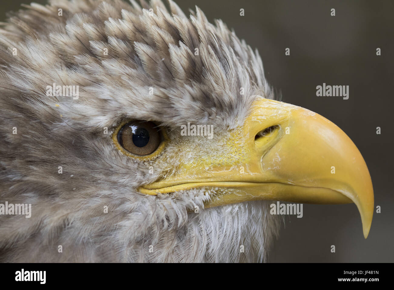 White tailed eagle portrait hi-res stock photography and images - Alamy