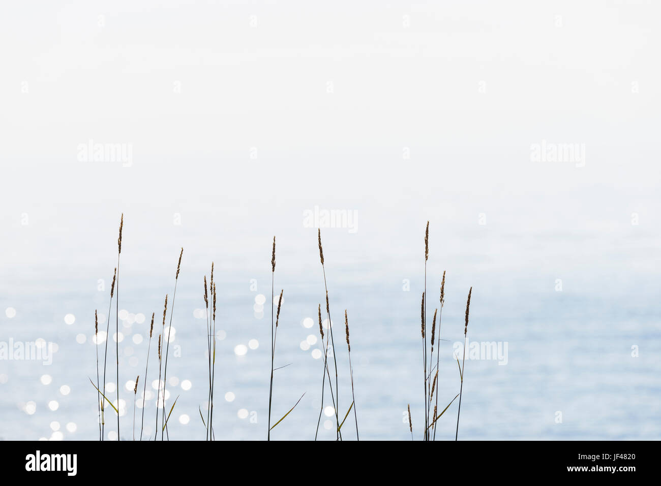 Reeds at water Stock Photo - Alamy