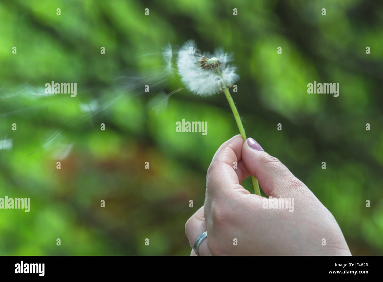 Hand pollination hi-res stock photography and images - Alamy
