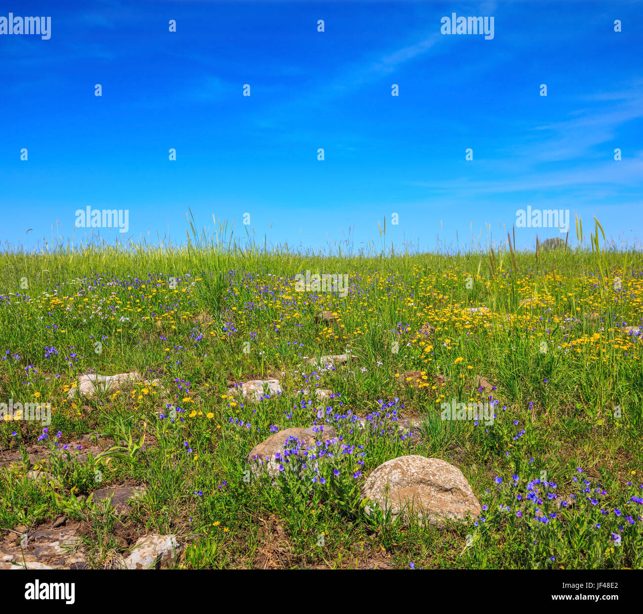 Scenic carpet of spring flowers Stock Photo - Alamy