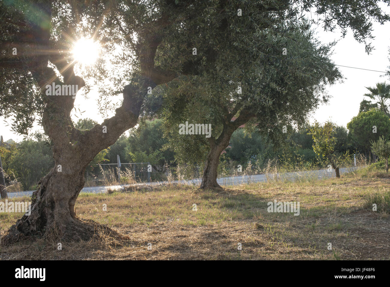 Olive trees and sun rays Stock Photo - Alamy