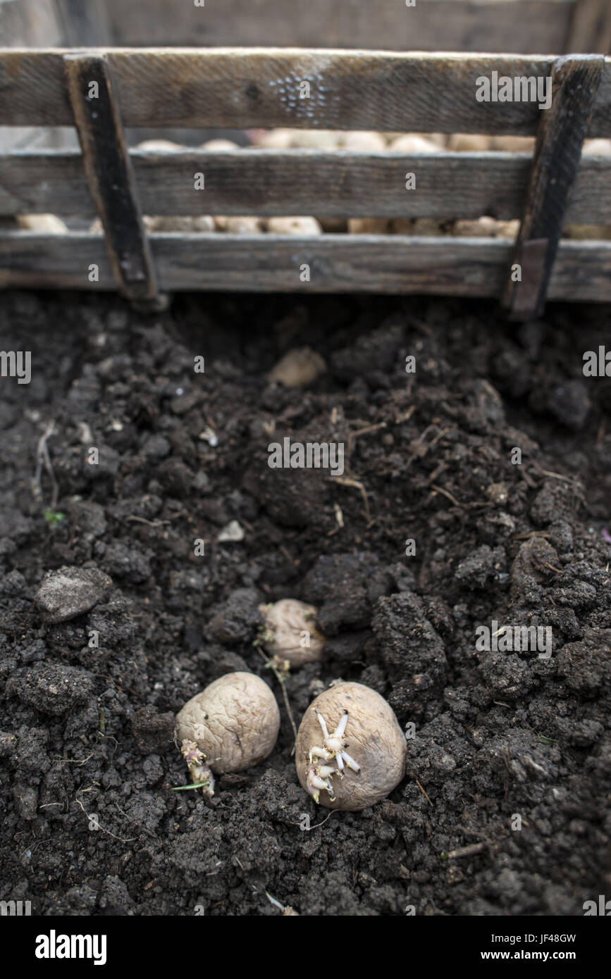Potato seed crate hi-res stock photography and images - Alamy
