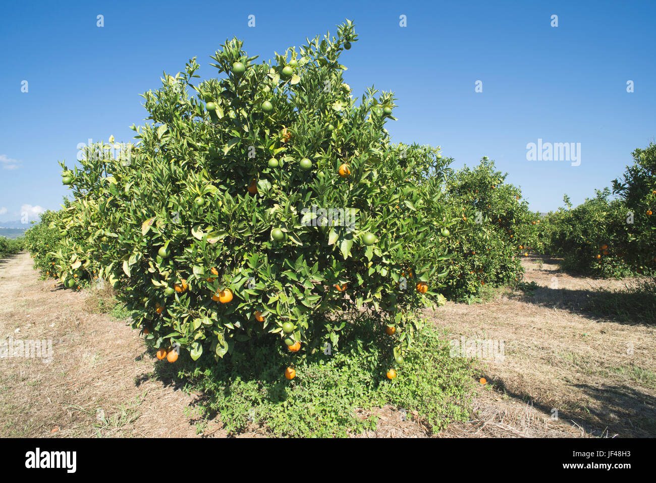 Orange trees in plantation Stock Photo - Alamy