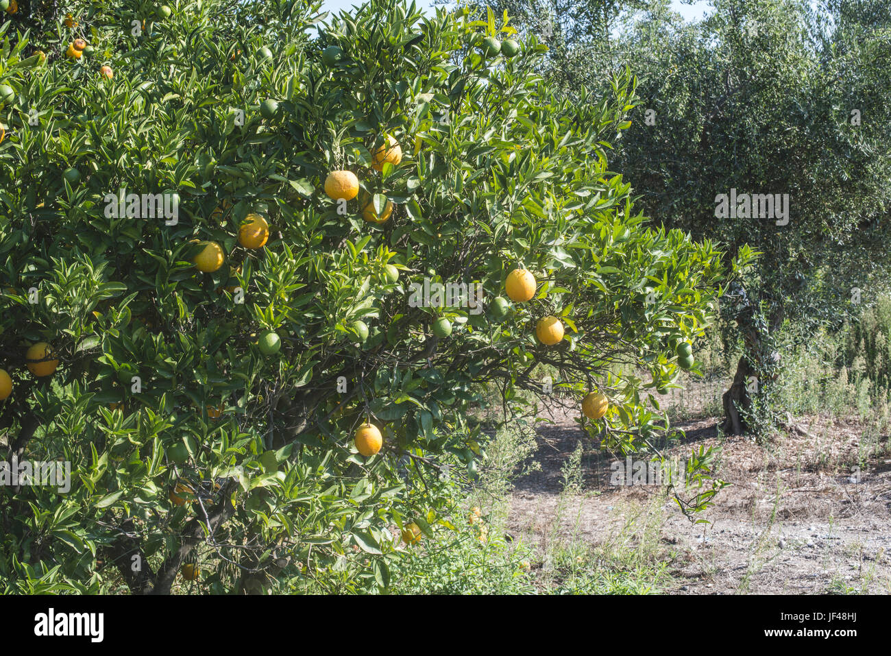 Orange trees in plantation Stock Photo - Alamy