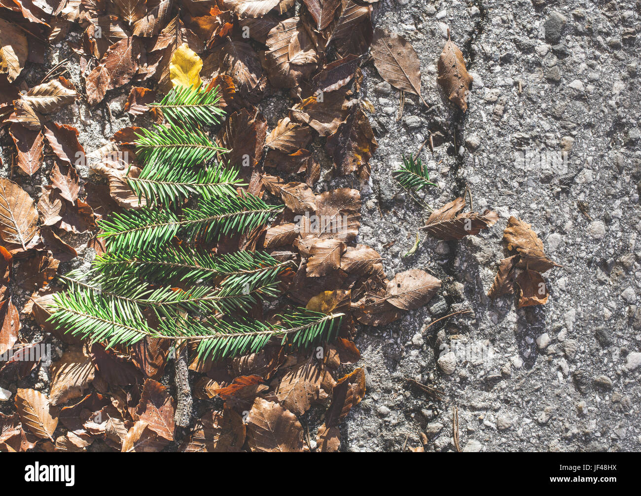 Pine tree and autumn leaves Stock Photo - Alamy