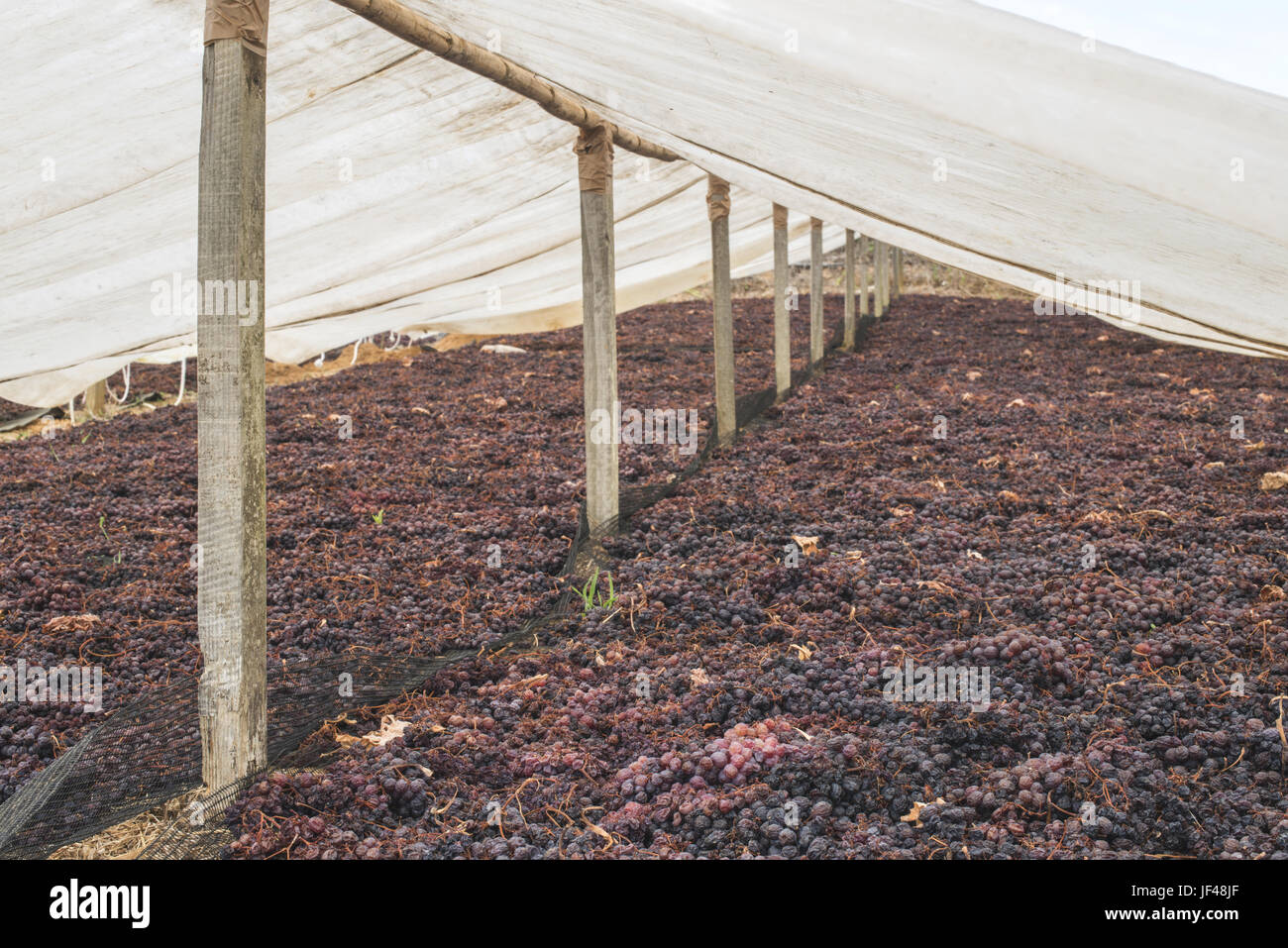 Raisin production process hi-res stock photography and images - Alamy