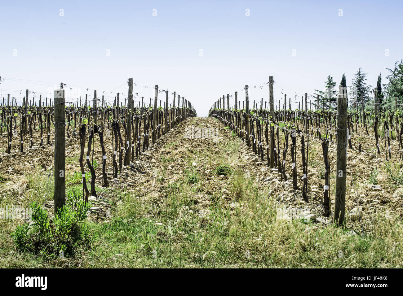 Budding grapes hi-res stock photography and images - Alamy