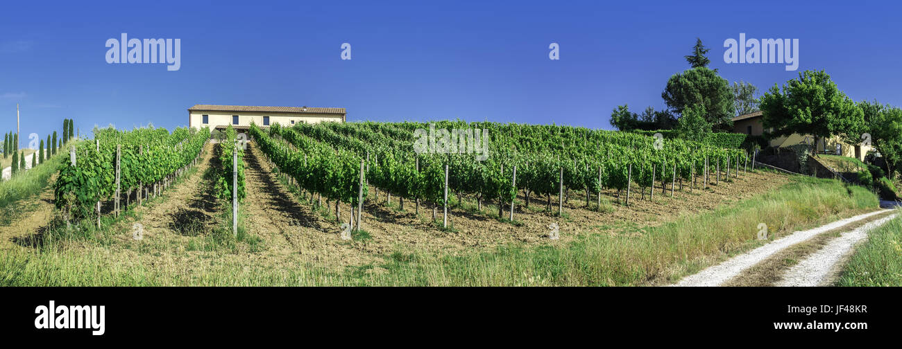 Viney tree hi-res stock photography and images - Alamy