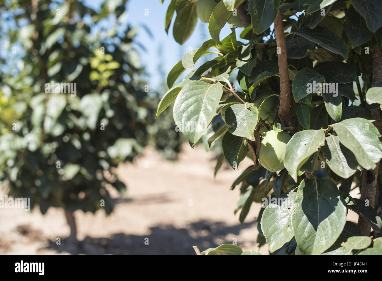 Persimmons growing tree branch hi-res stock photography and images - Alamy