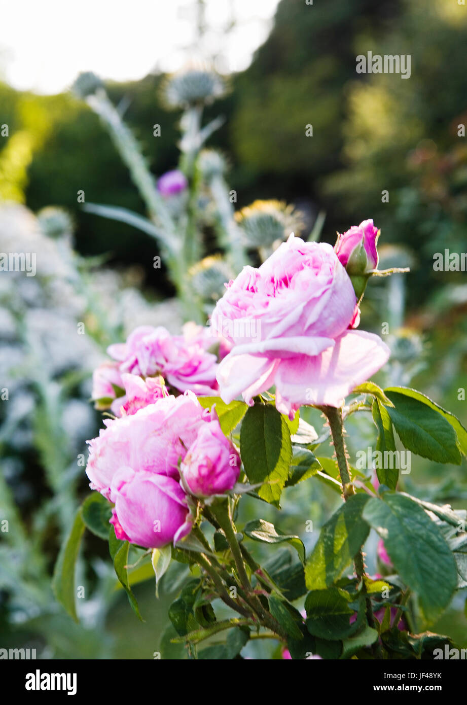 Pink roses in backyard Stock Photo - Alamy