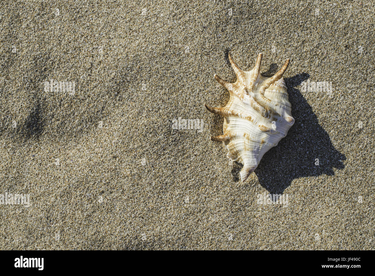 Shells on the beach Stock Photo - Alamy