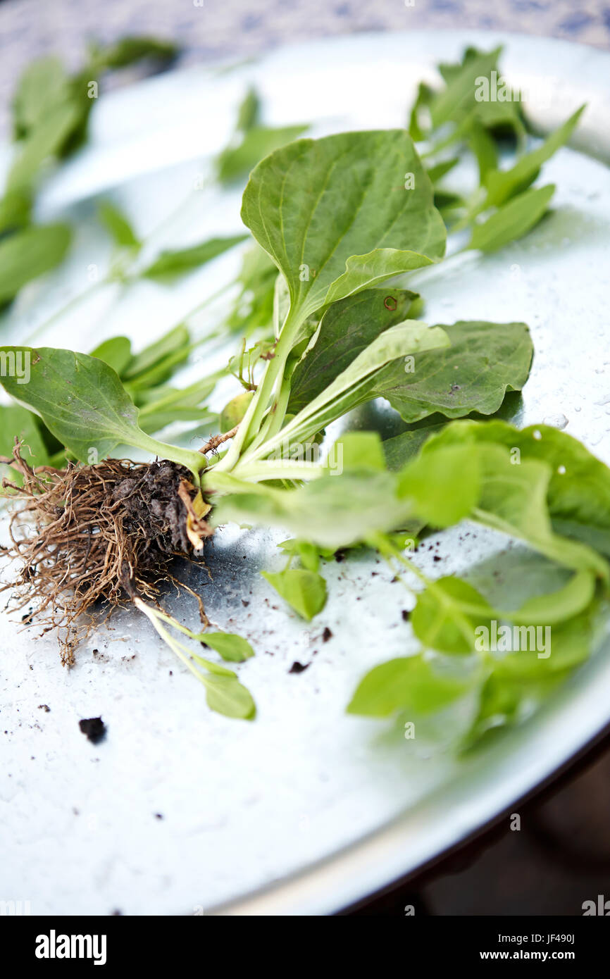 Plant with roots on plate Stock Photo - Alamy
