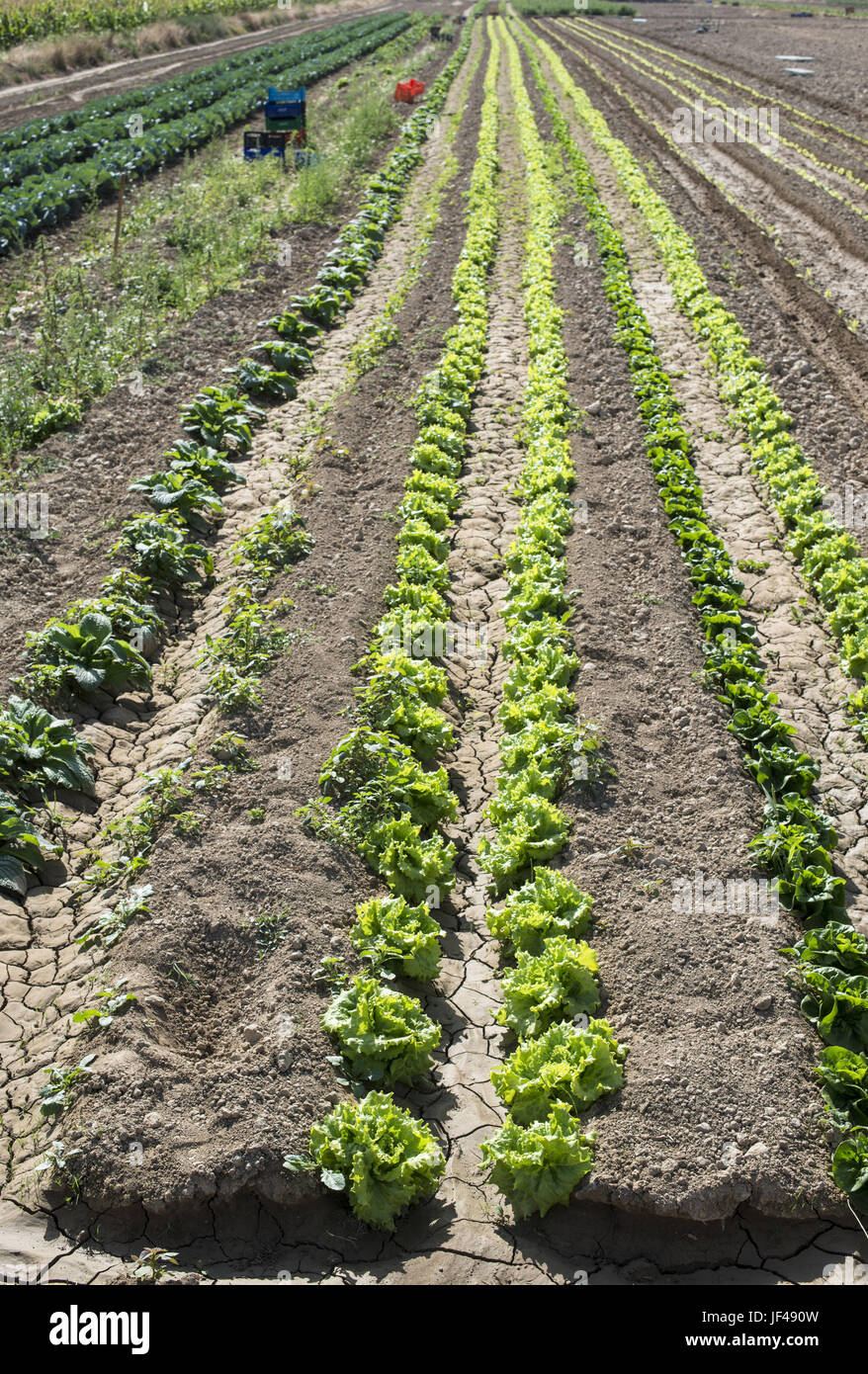 Lettuce field in rows Stock Photo - Alamy