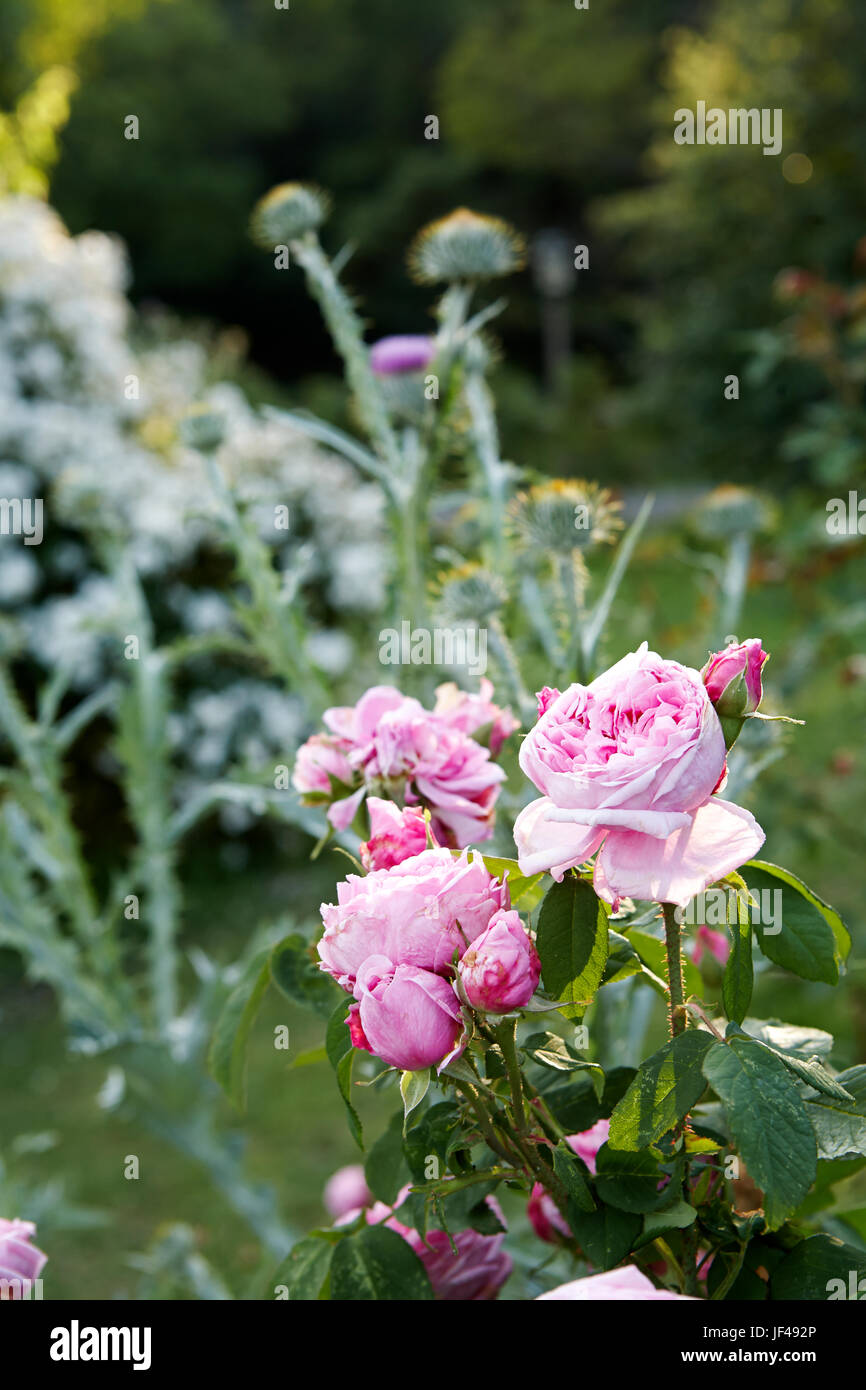 Pink roses in backyard Stock Photo - Alamy