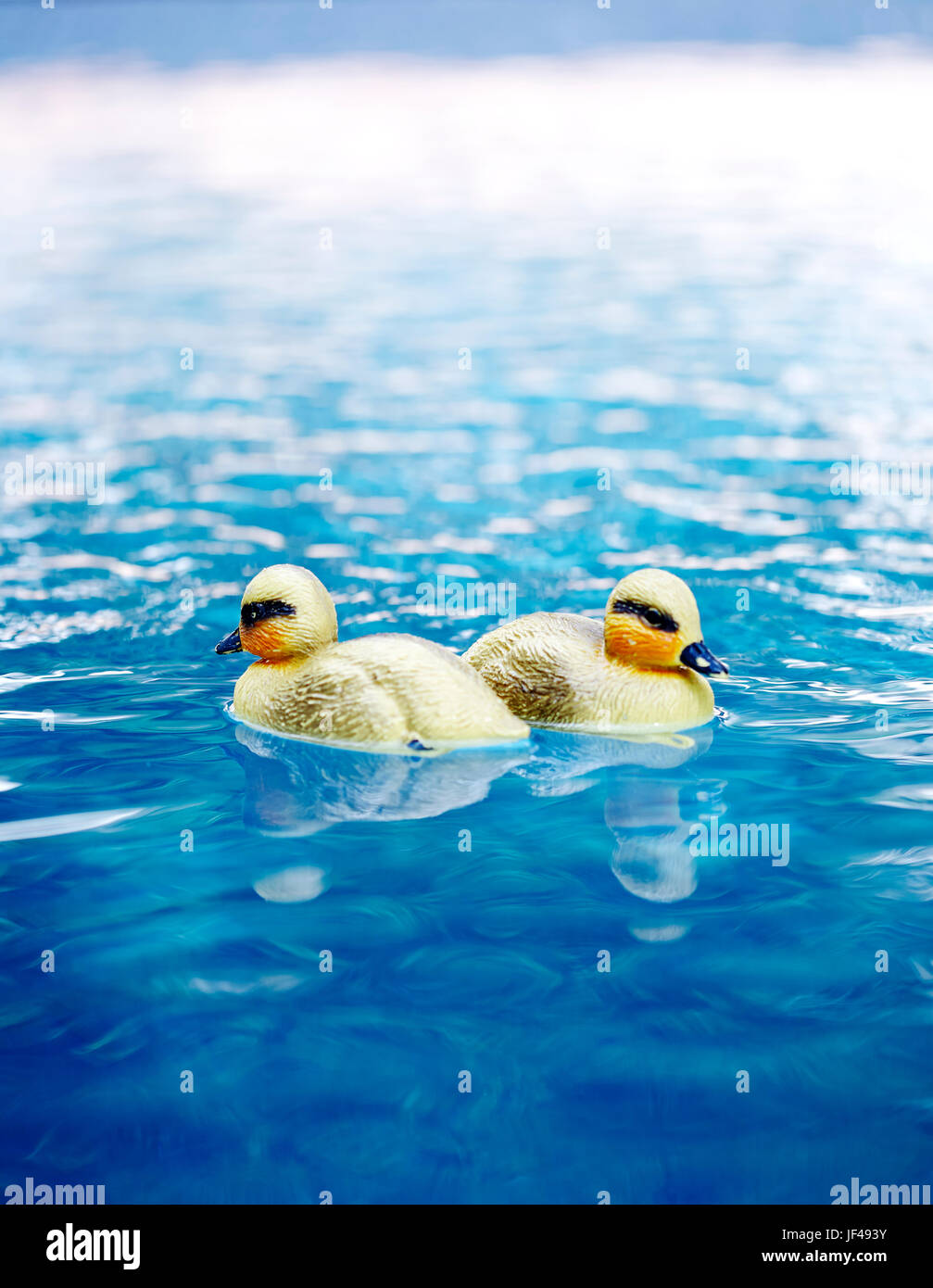 Baby Ducks Swimming Pool