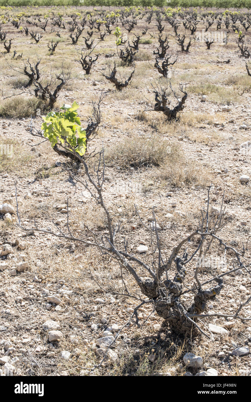 Withered grape hi-res stock photography and images - Alamy