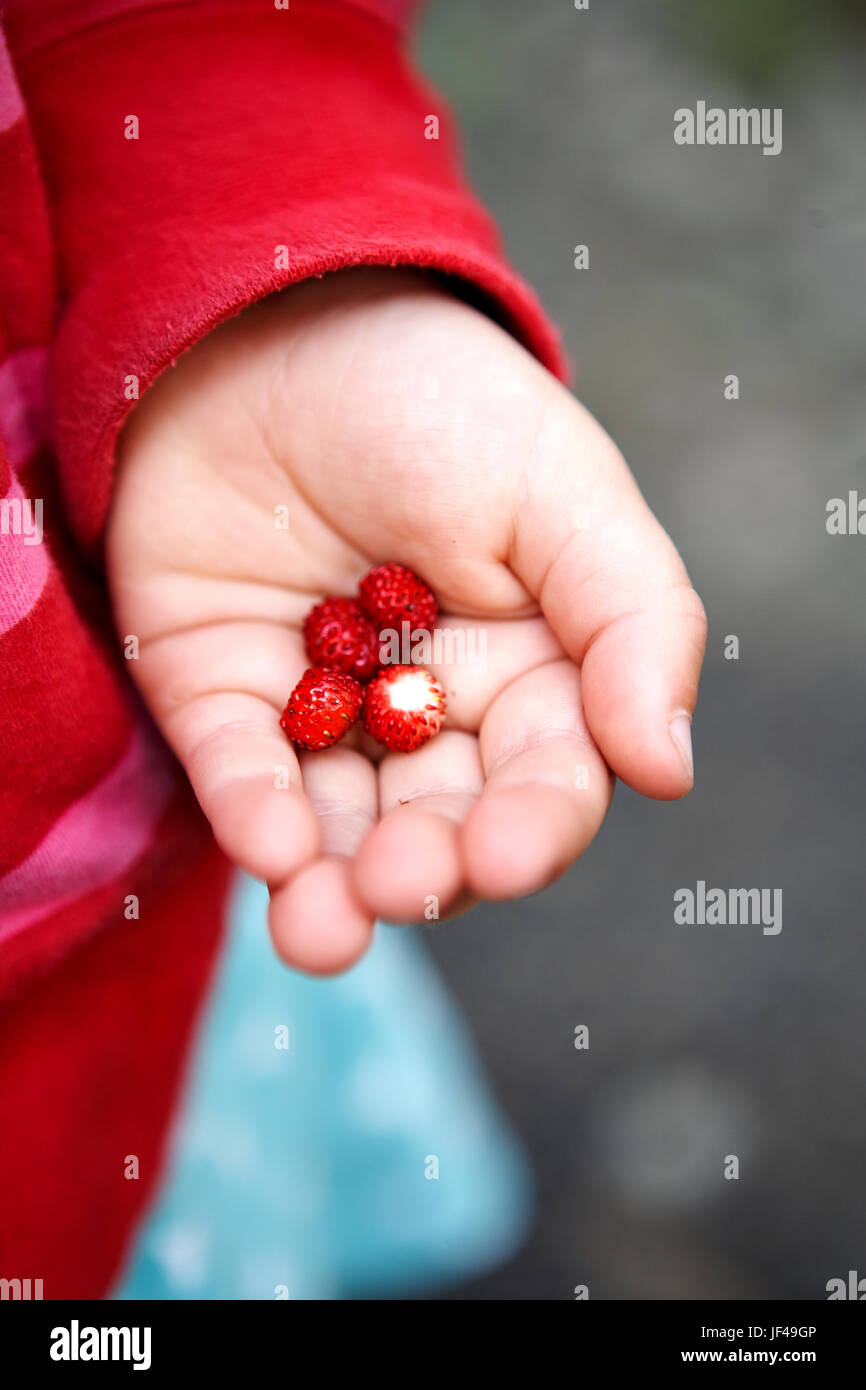 Strawberries childrens hand hi-res stock photography and images - Alamy