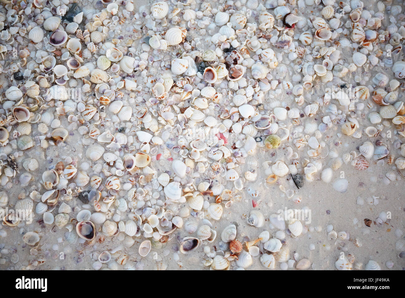 Shells on beach Stock Photo - Alamy