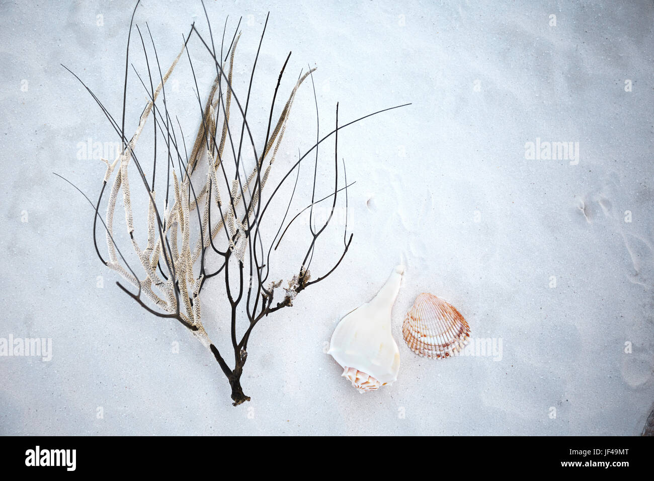 Various shells and branch on beach Stock Photo - Alamy