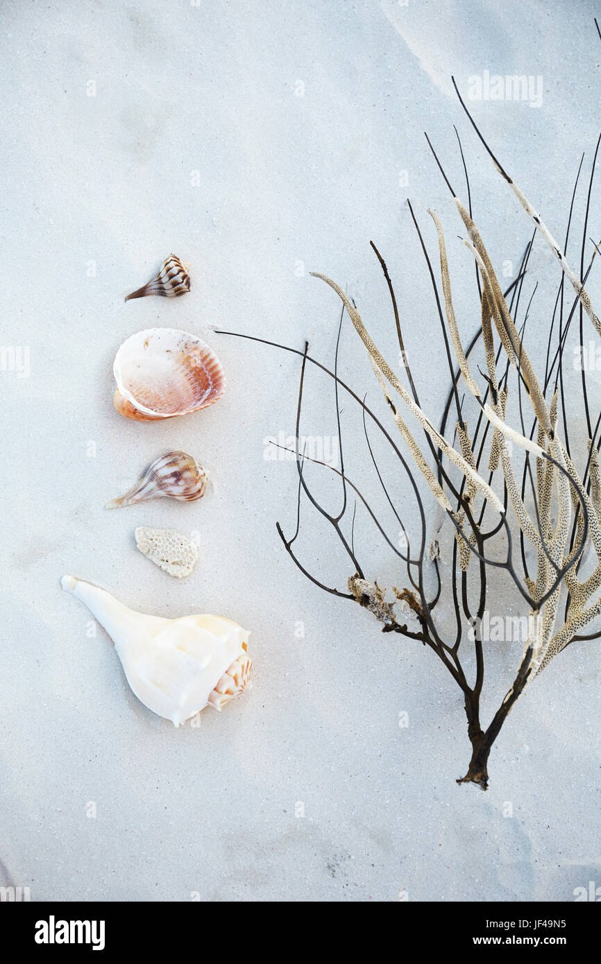 Branch on beach hi-res stock photography and images - Alamy