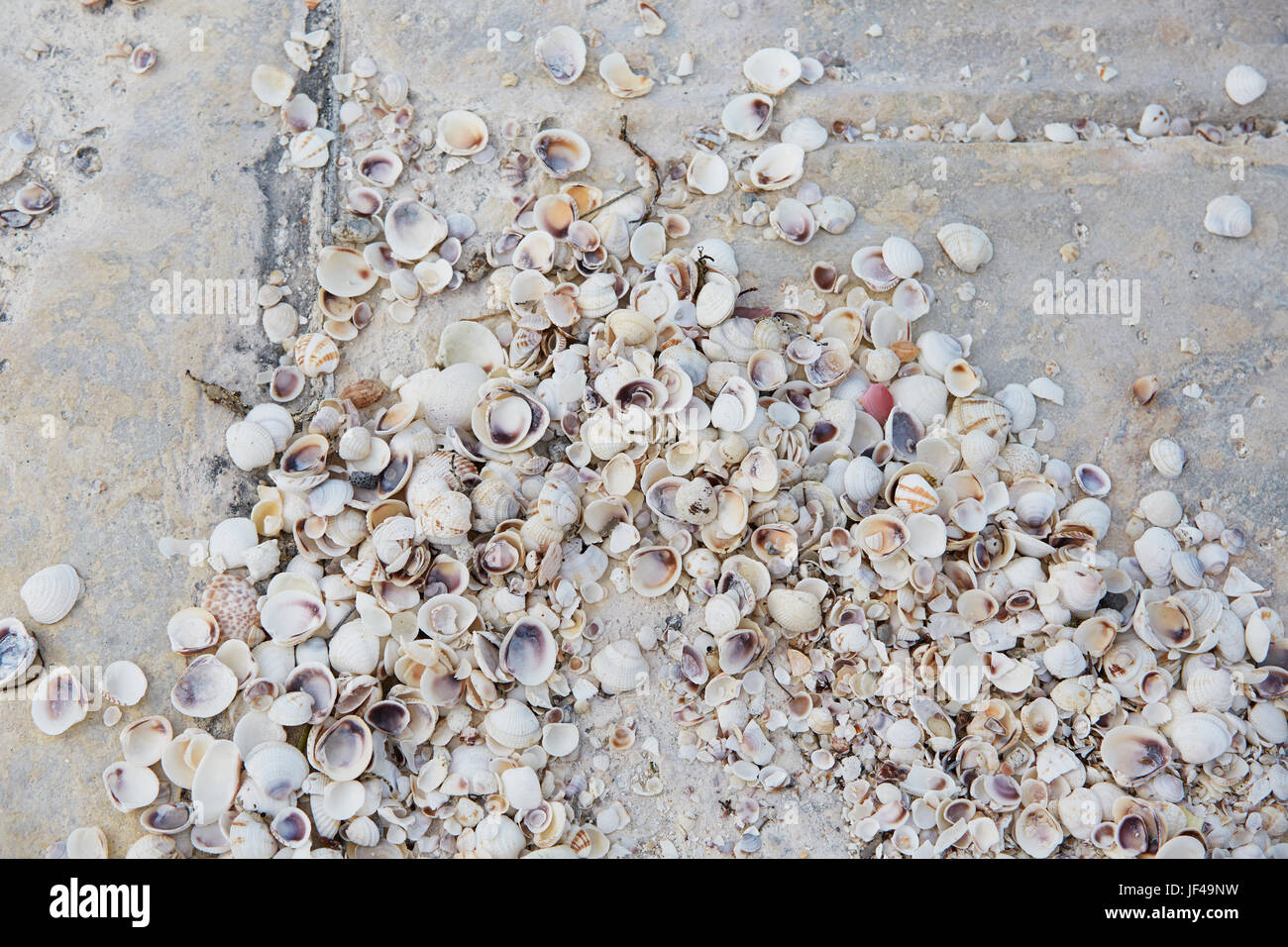 Full frame of shells on beach Stock Photo - Alamy