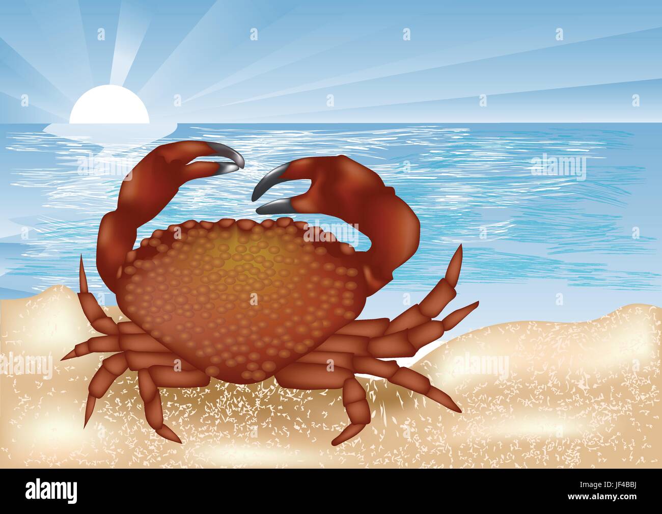 animal, illustration, coast, claw, crab, shellfish, seafood, food, dish ...