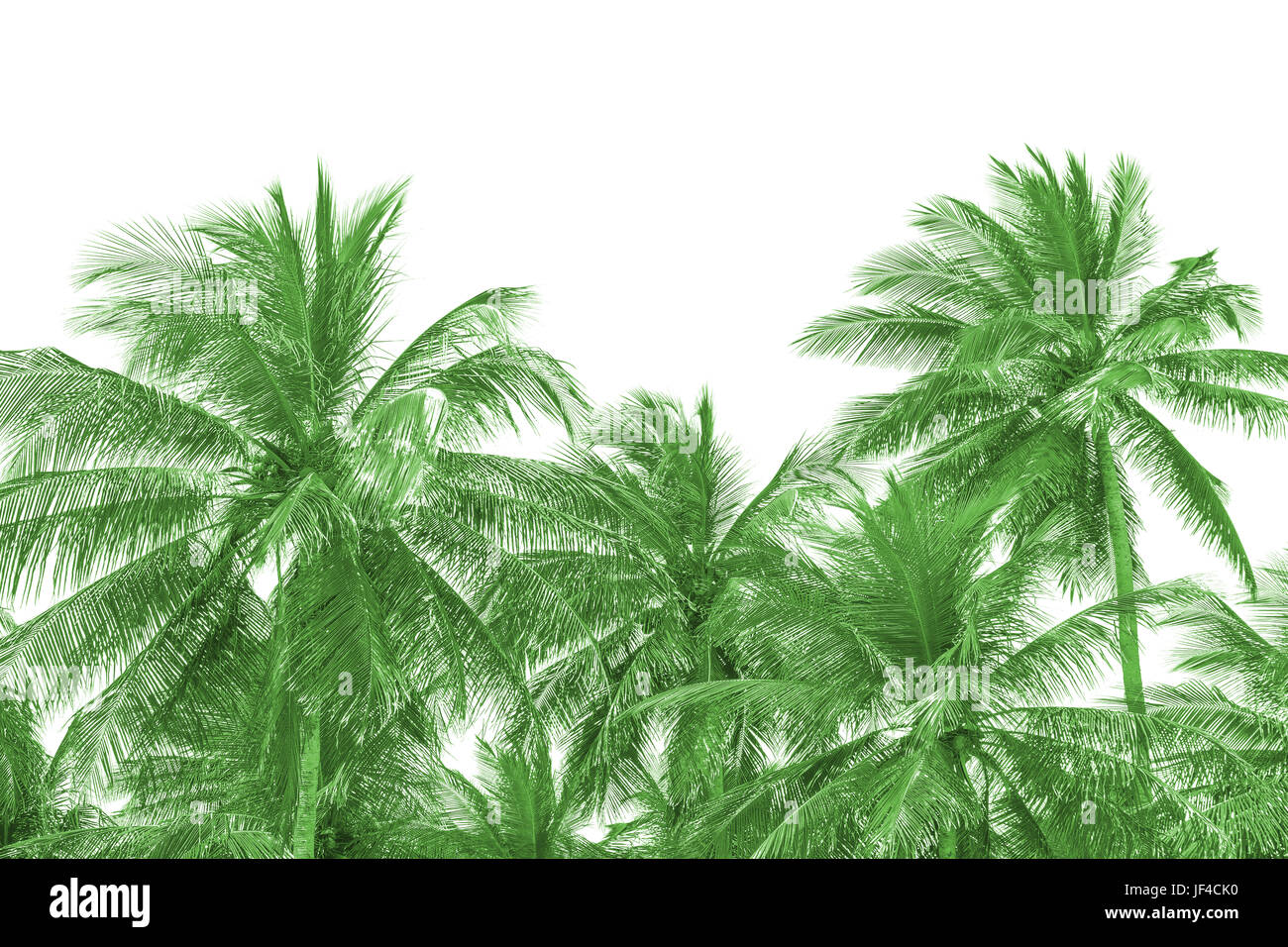 Isolated Palm Trees Stock Photo - Alamy