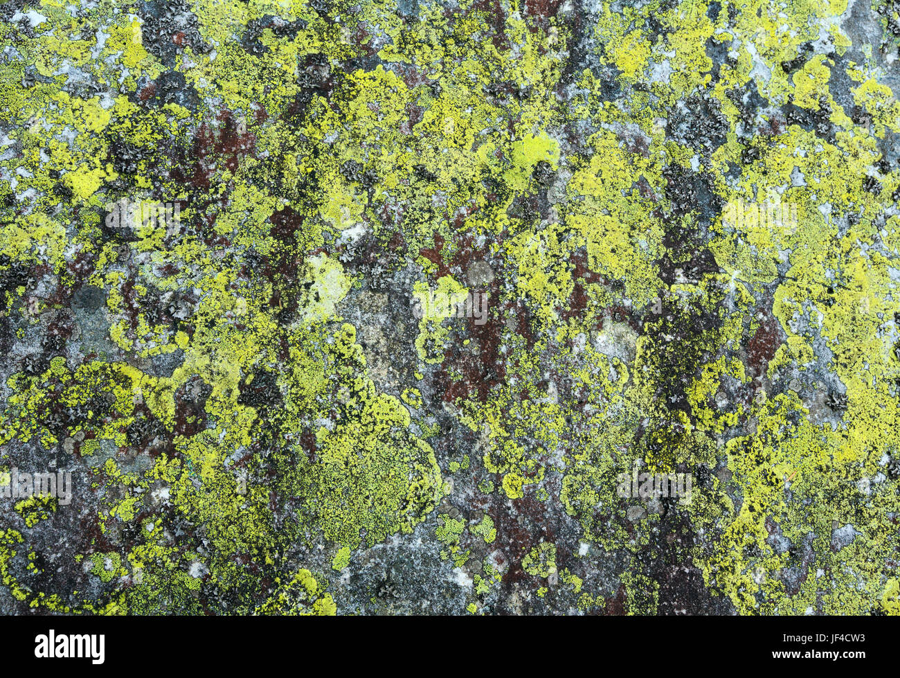 Stone with lichen (background Stock Photo - Alamy