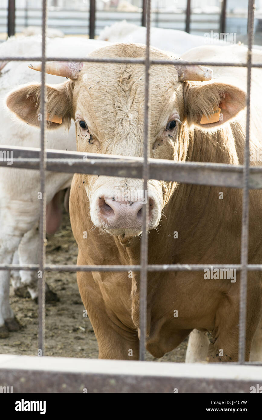 One bull in farm Stock Photo - Alamy