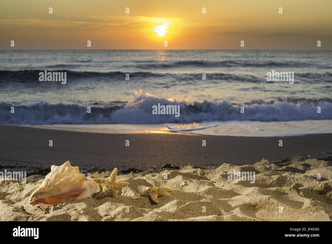 Close up shells on beach sunset hi-res stock photography and images - Alamy