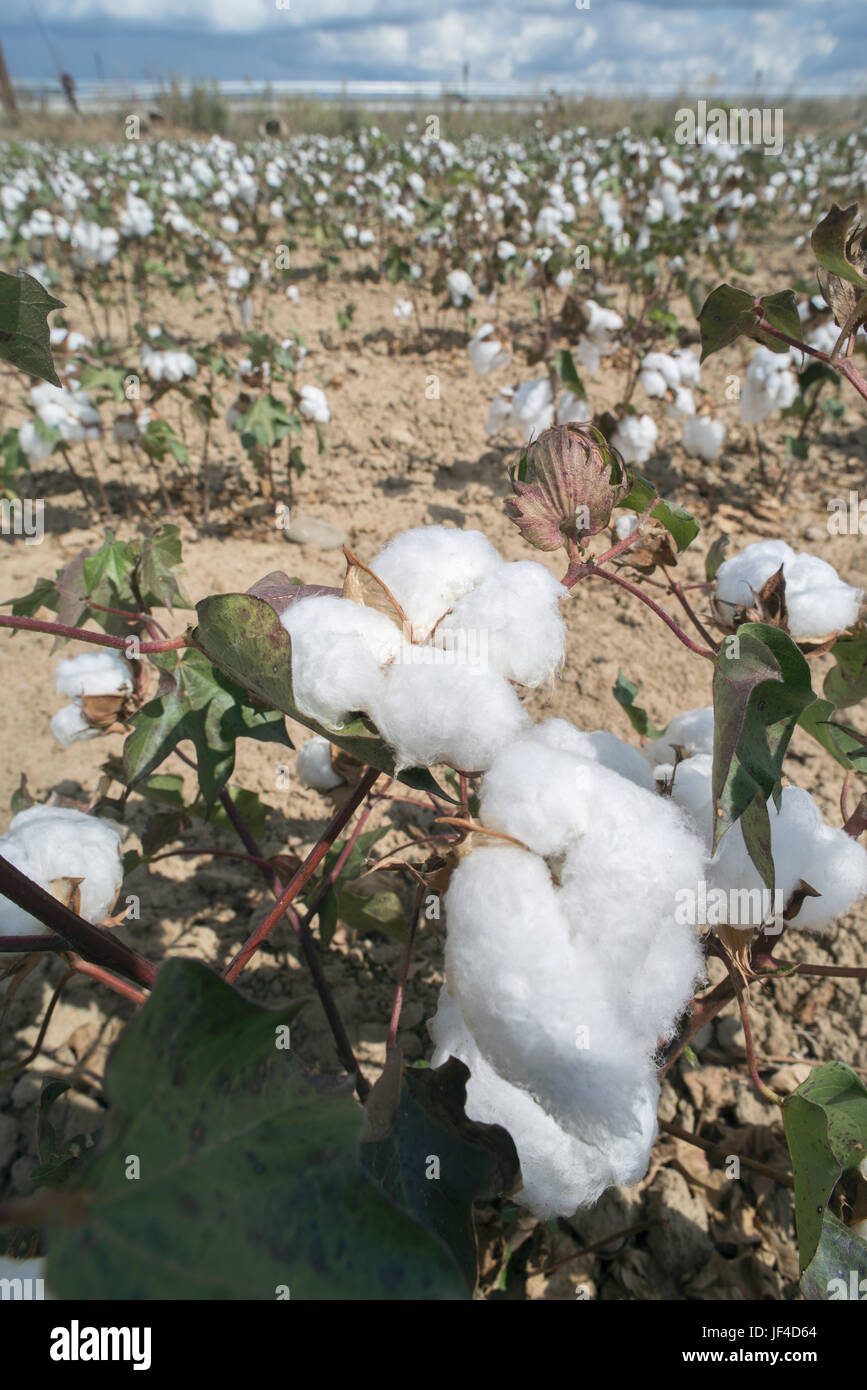 Field ripe cotton flower plants hi-res stock photography and images - Alamy