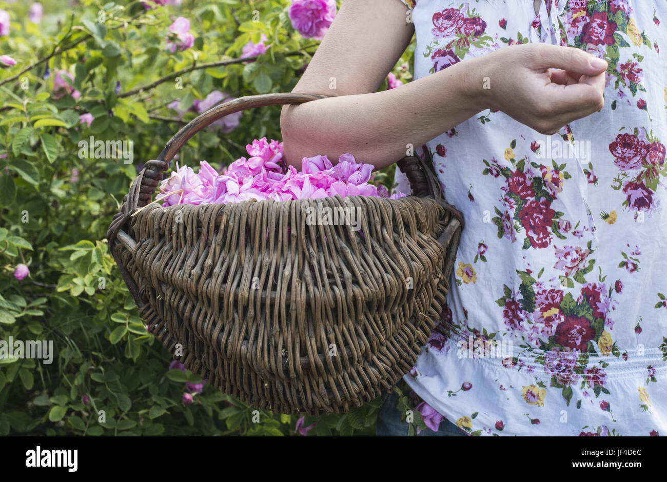 Woman picking color of oilseed roses Stock Photo - Alamy