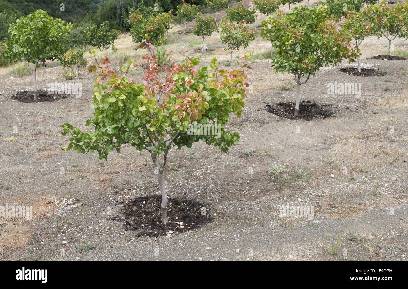 Pistachio Trees Stock Photos & Pistachio Trees Stock Images - Alamy